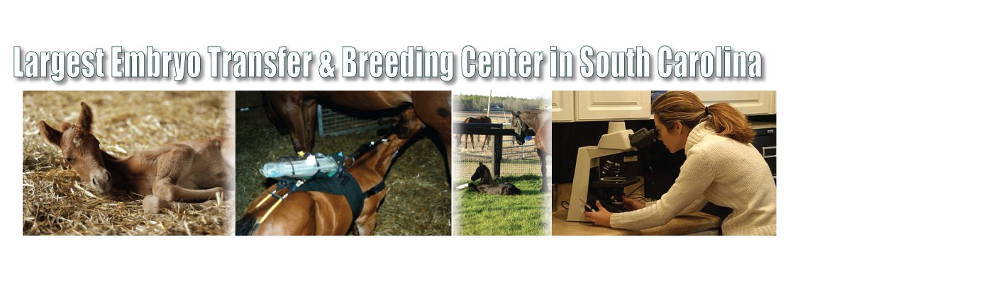breeding | Performance Equine Vets