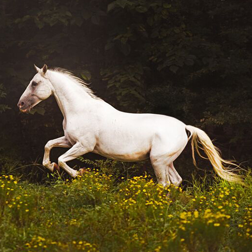 stallion page | Performance Equine Vets