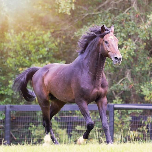 stallion page | Performance Equine Vets