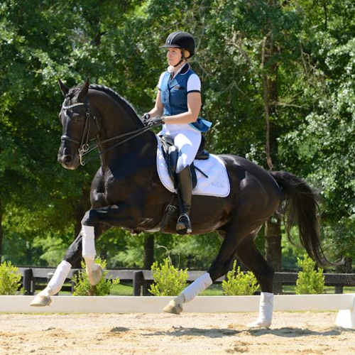stallion page | Performance Equine Vets