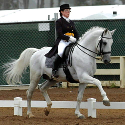 stallion page | Performance Equine Vets